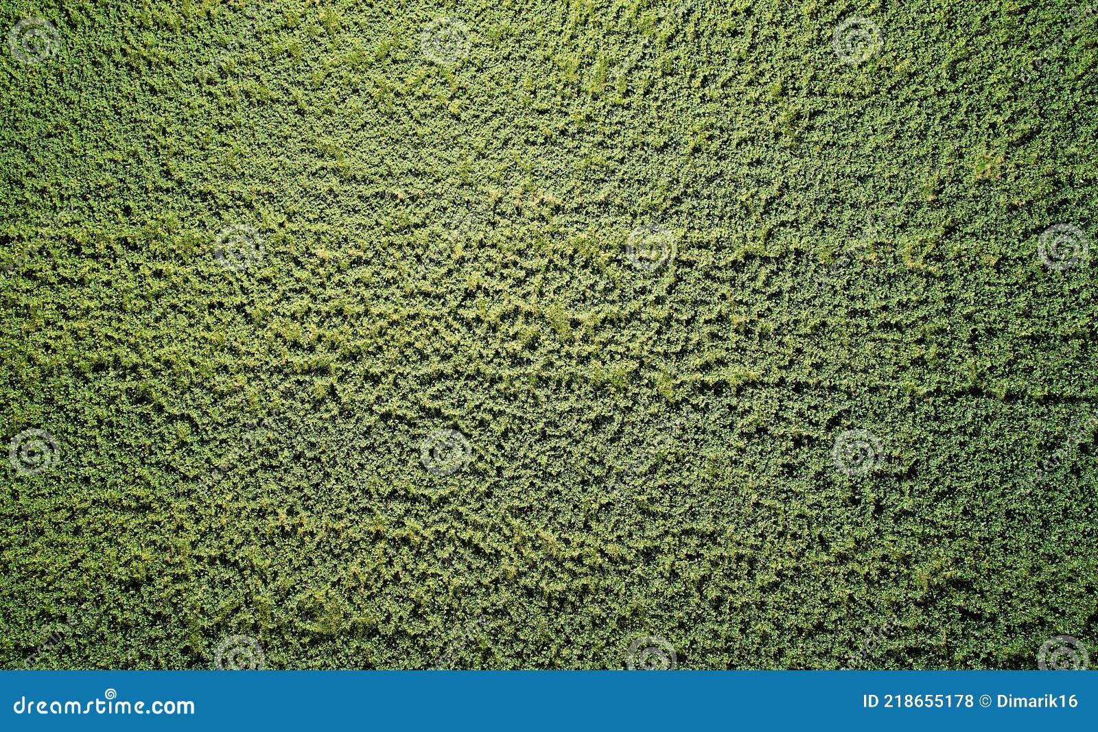 Green Grass Field Above Drone View Stock Photo - Image of aerial, green ...