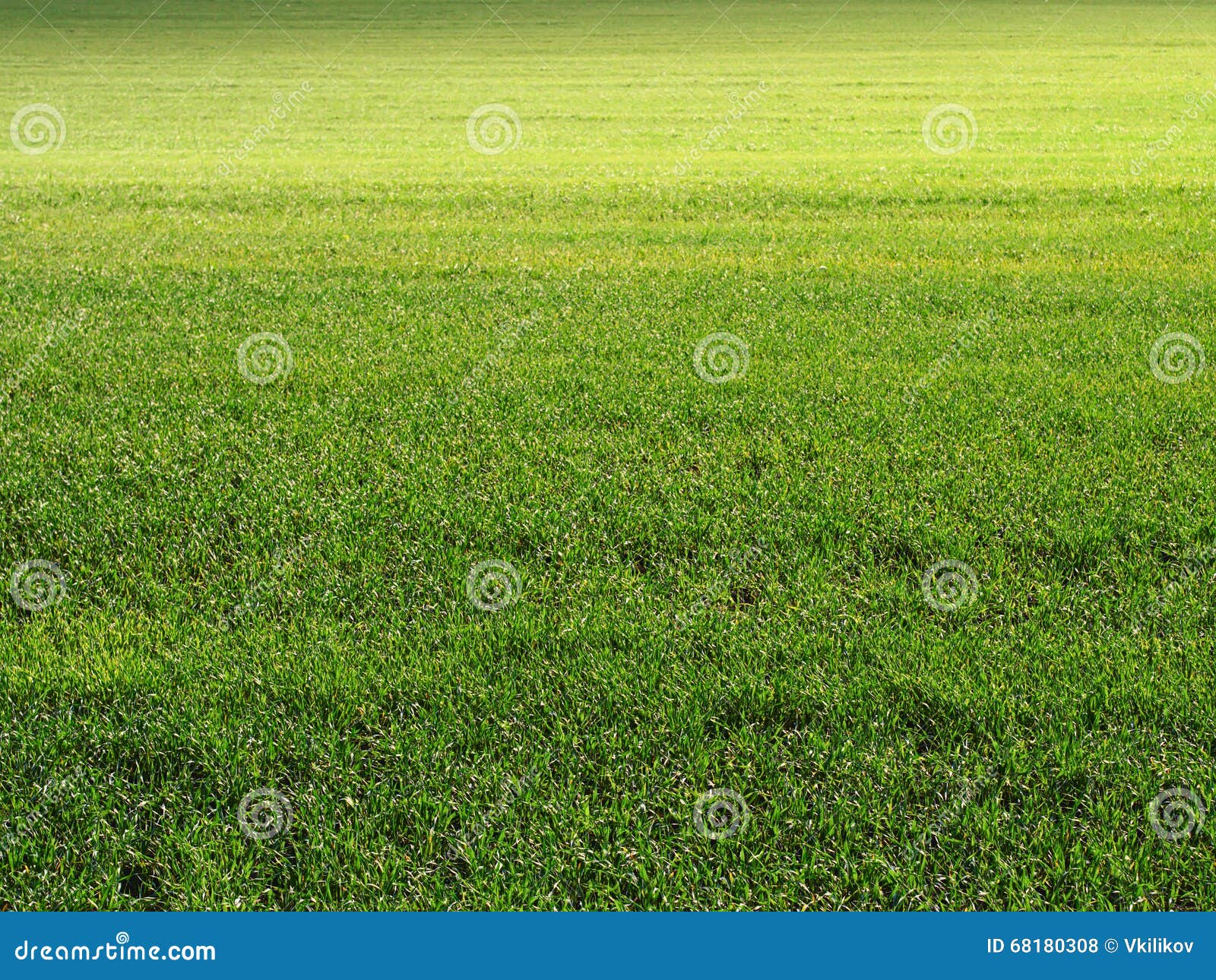 Green Grass Field Background, Meadow Texture Stock Photo - Image of ...