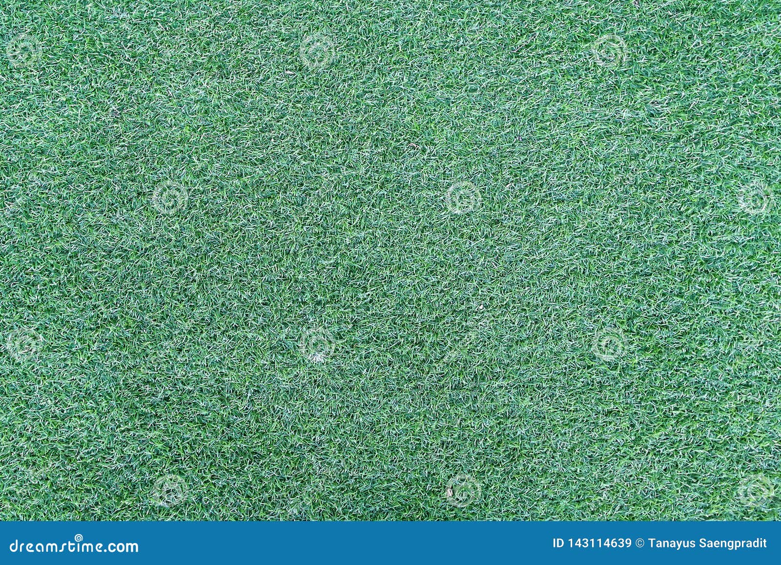 Green Grass Field. Background and Texture Stock Image - Image of ...