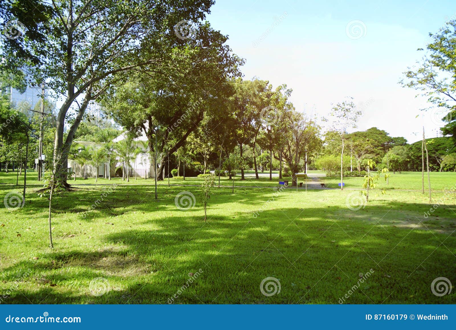 Green Grass Field in Big City Park Stock Image - Image of outdoor ...