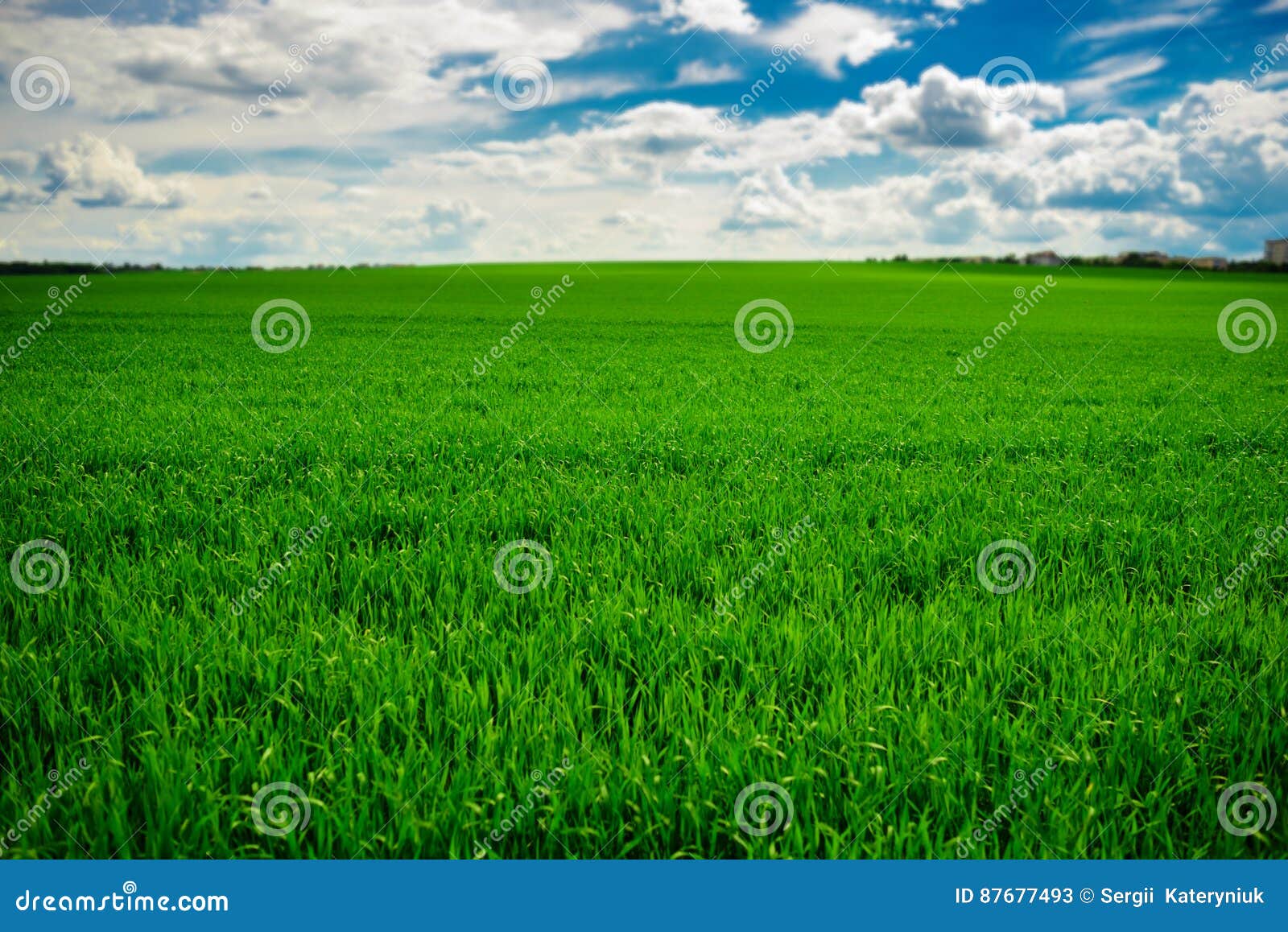 Green Grass Field and Bright Blue Sky Background Stock Image - Image of ...
