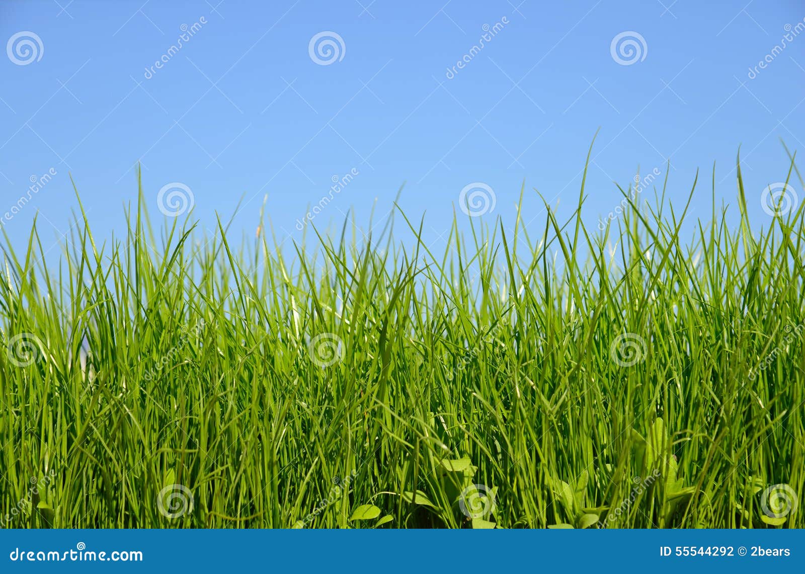 Green Grass Field and Bright Sky Stock Photo - Image of indoor, grassy ...