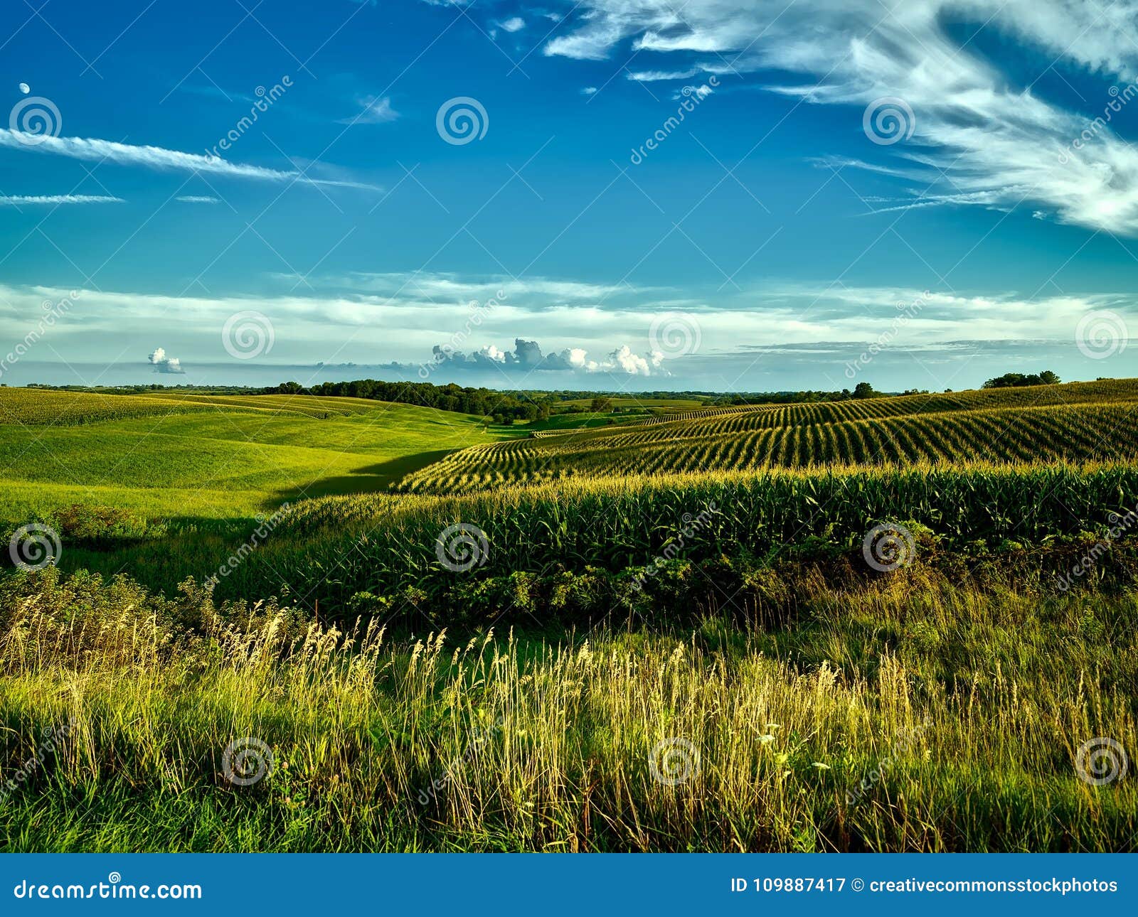 Green Grass Field During Day Time Picture. Image: 109887417