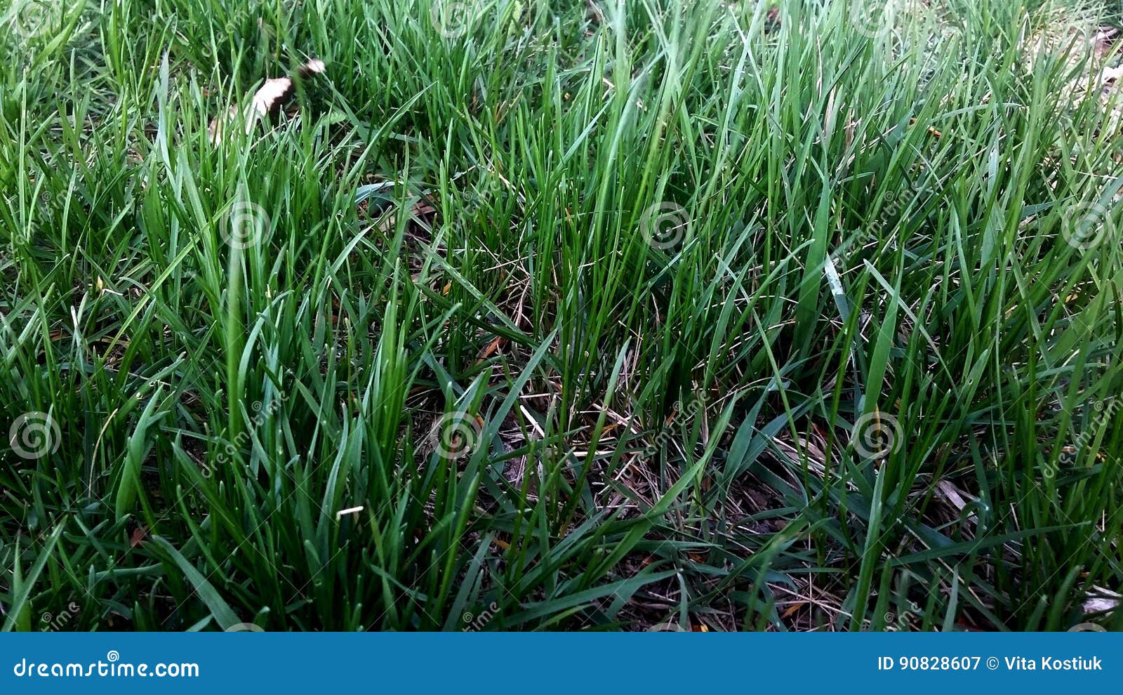 Green Grass in the Field in Early Spring Stock Image - Image of crop ...
