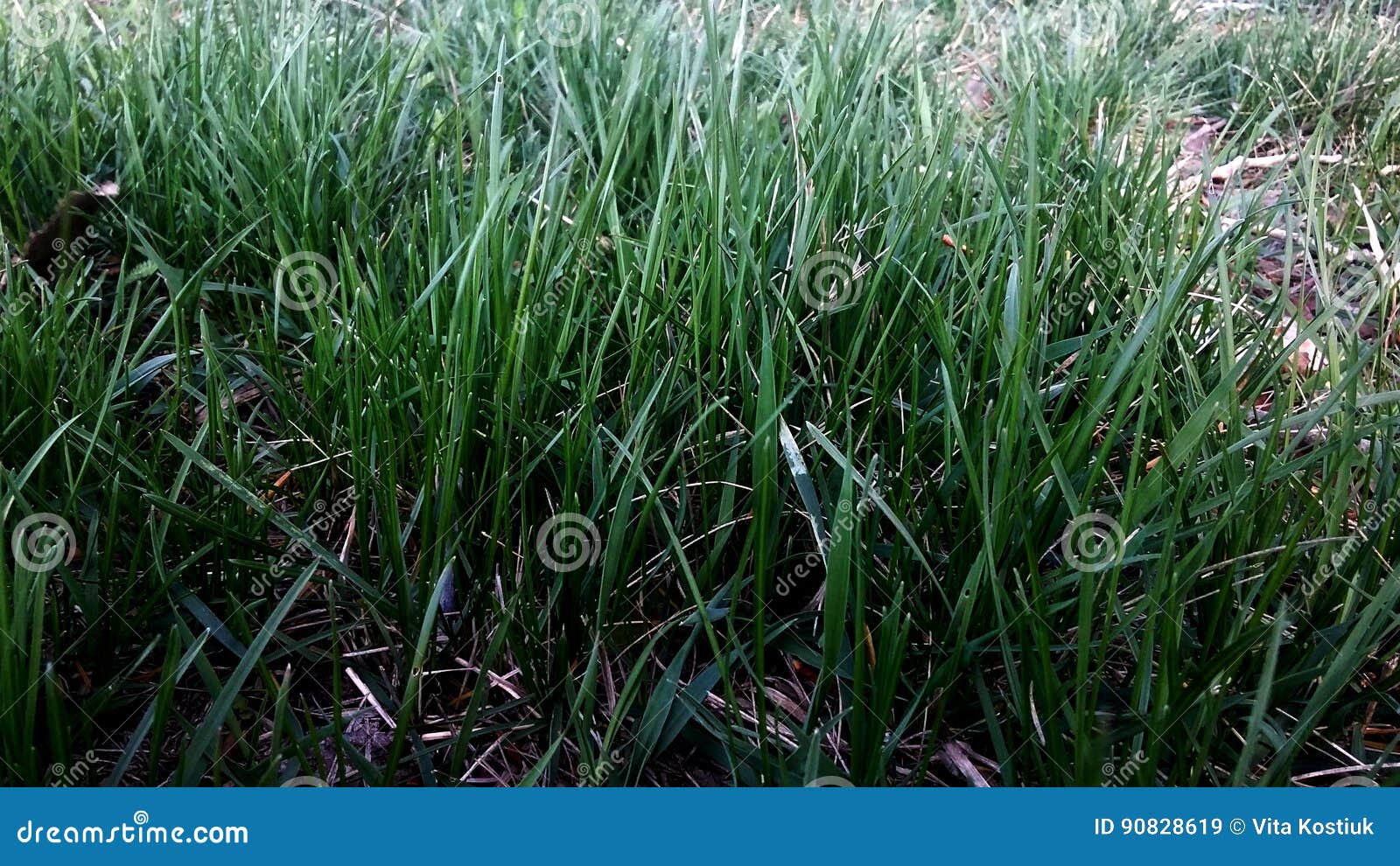 Green Grass in the Field in Early Spring Stock Image - Image of cereal ...