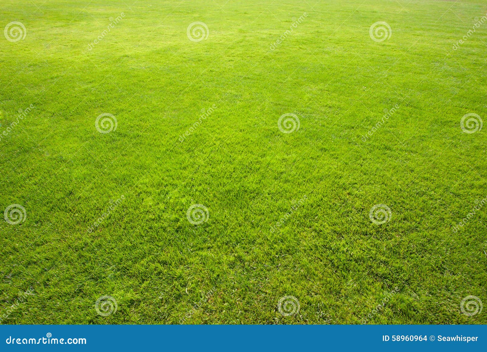 Green grass field stock photo. Image of frame, clear - 58960964