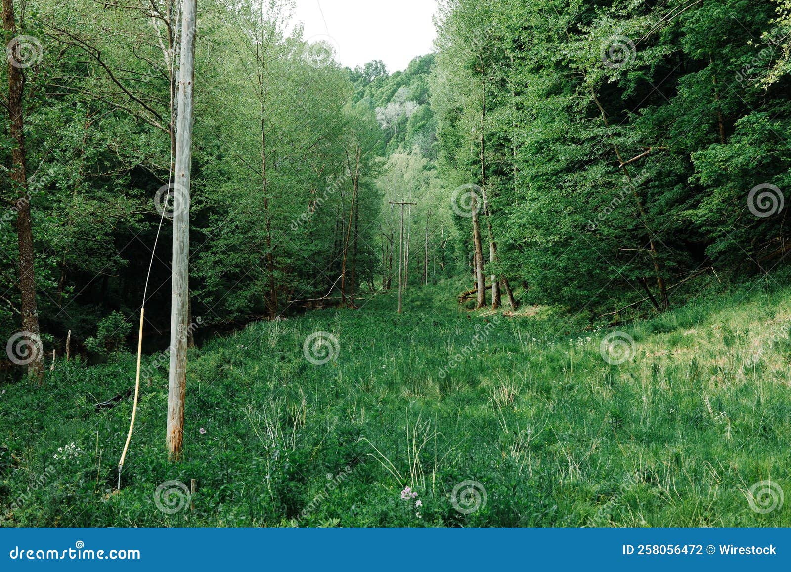Green Grass Field in the Forest Stock Photo - Image of autumn, grass ...
