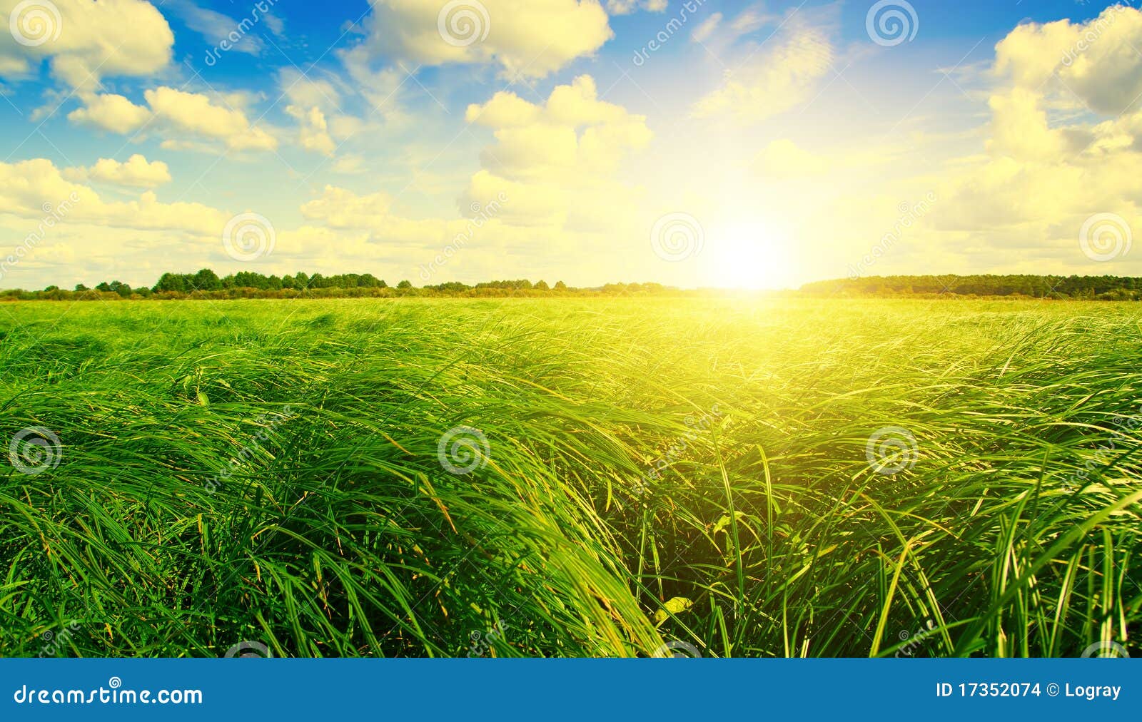 Grassy Field Sunset