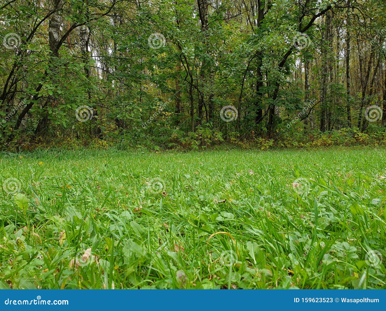 Green Grass Field in Front of Forest Stock Image - Image of wild, leaf ...