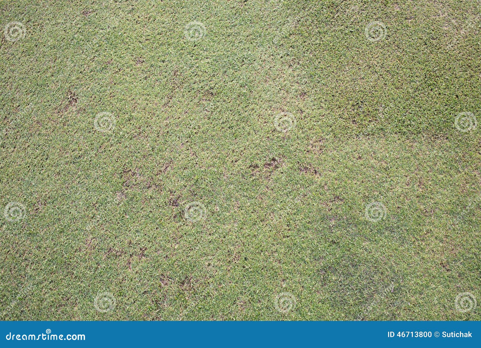 Green Grass Field of Golf Course Stock Photo - Image of golf, ground ...