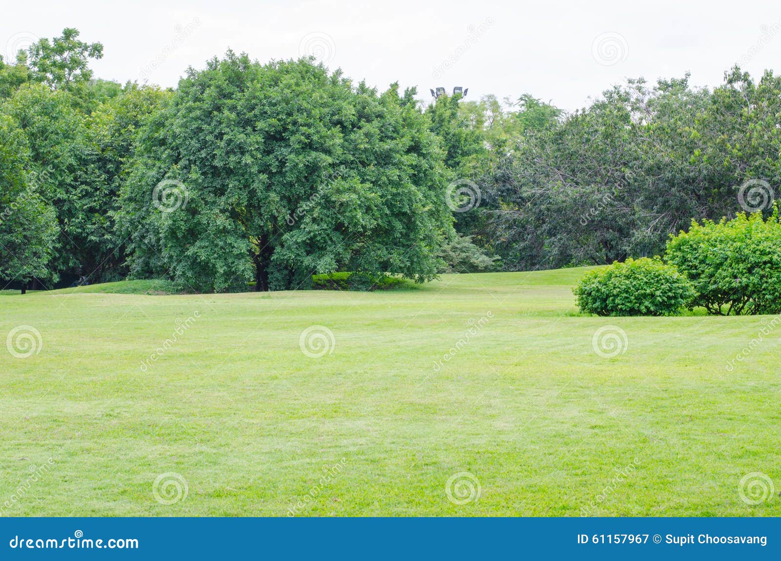 Green Grass Field and Green Fresh Tree Stock Image - Image of ...