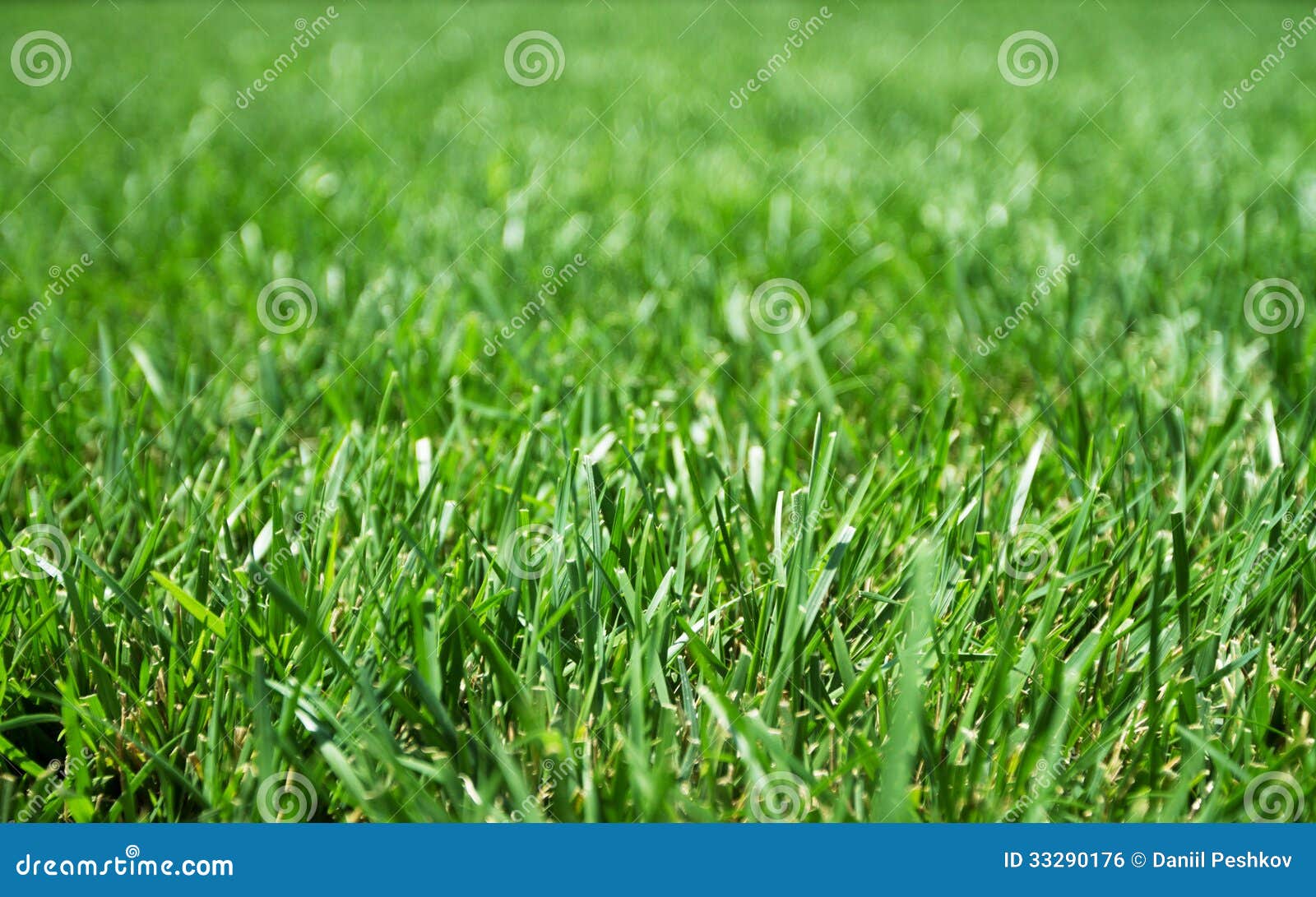 Green grass stock photo. Image of pasture, high, world - 33290176
