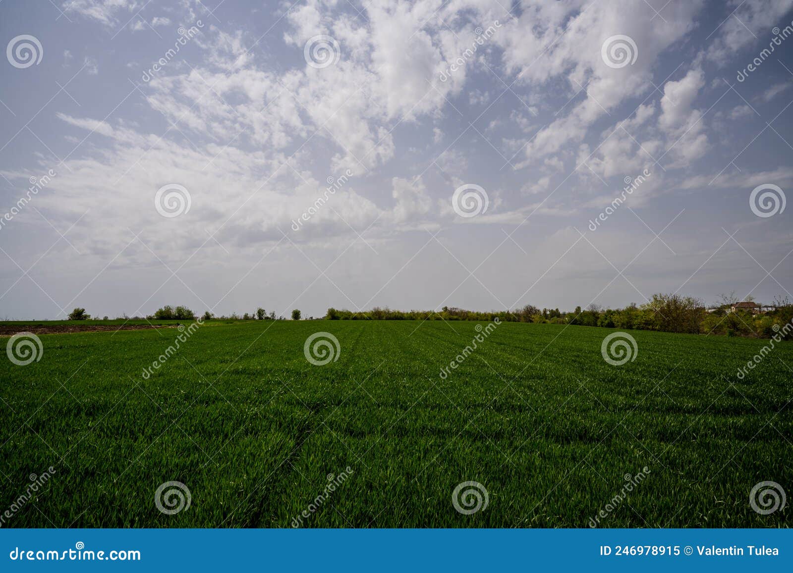 Green Grass Field. Green Wheat Field. Stock Image - Image of summer ...