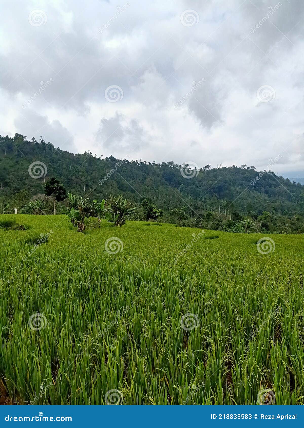 Green Grass Field Made from Love in Heaven Stock Image - Image of ...