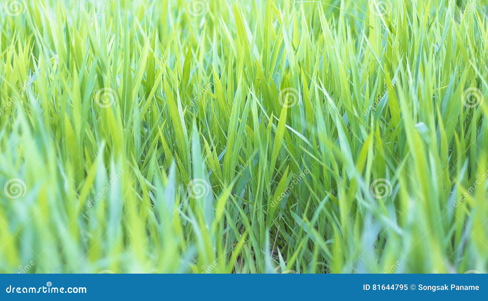 Green Grass Field in Nature Stock Image - Image of lawn, forest: 81644795