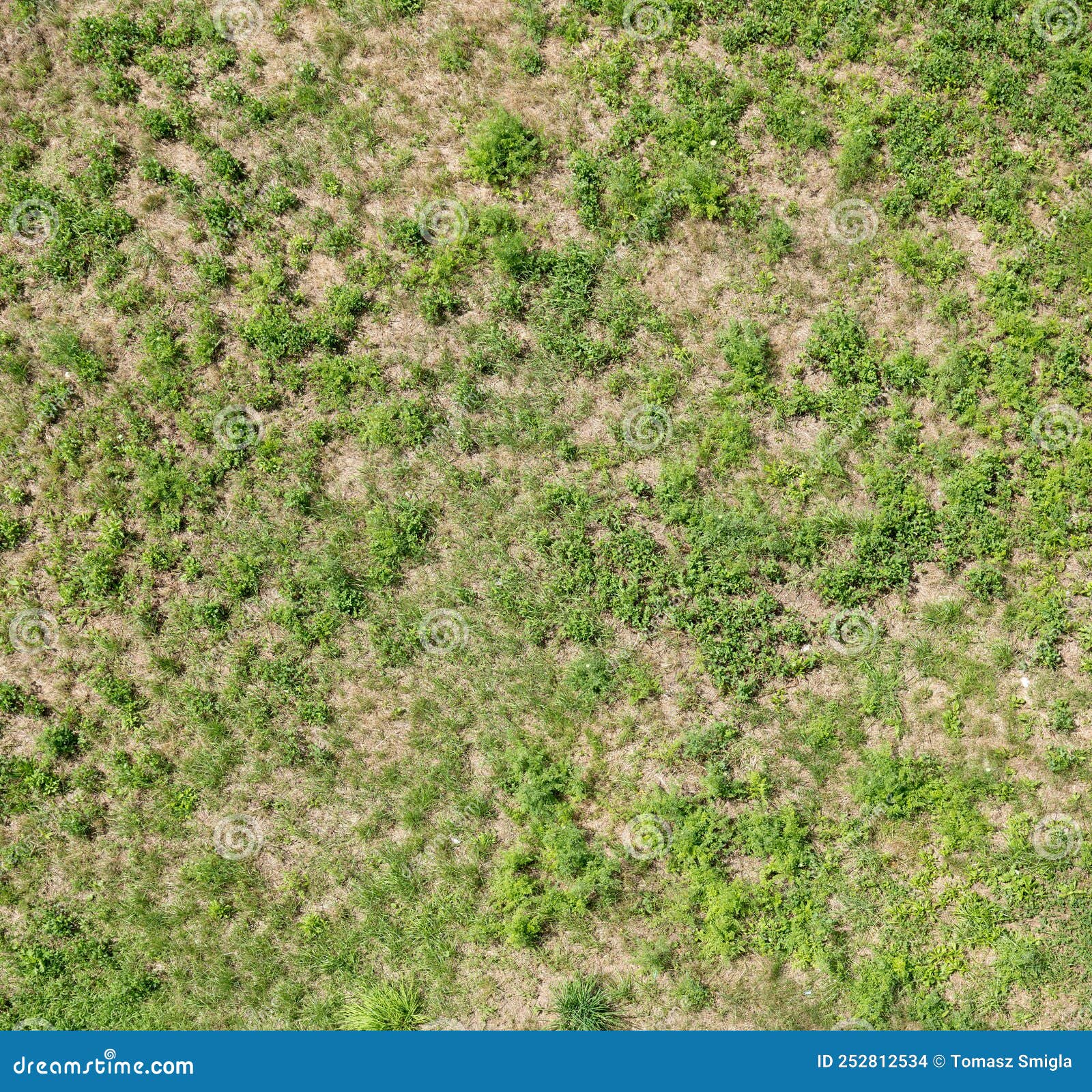 Green Grass Field Plants And Weeds Top View Simple Natural Background Texture Grassy Ground