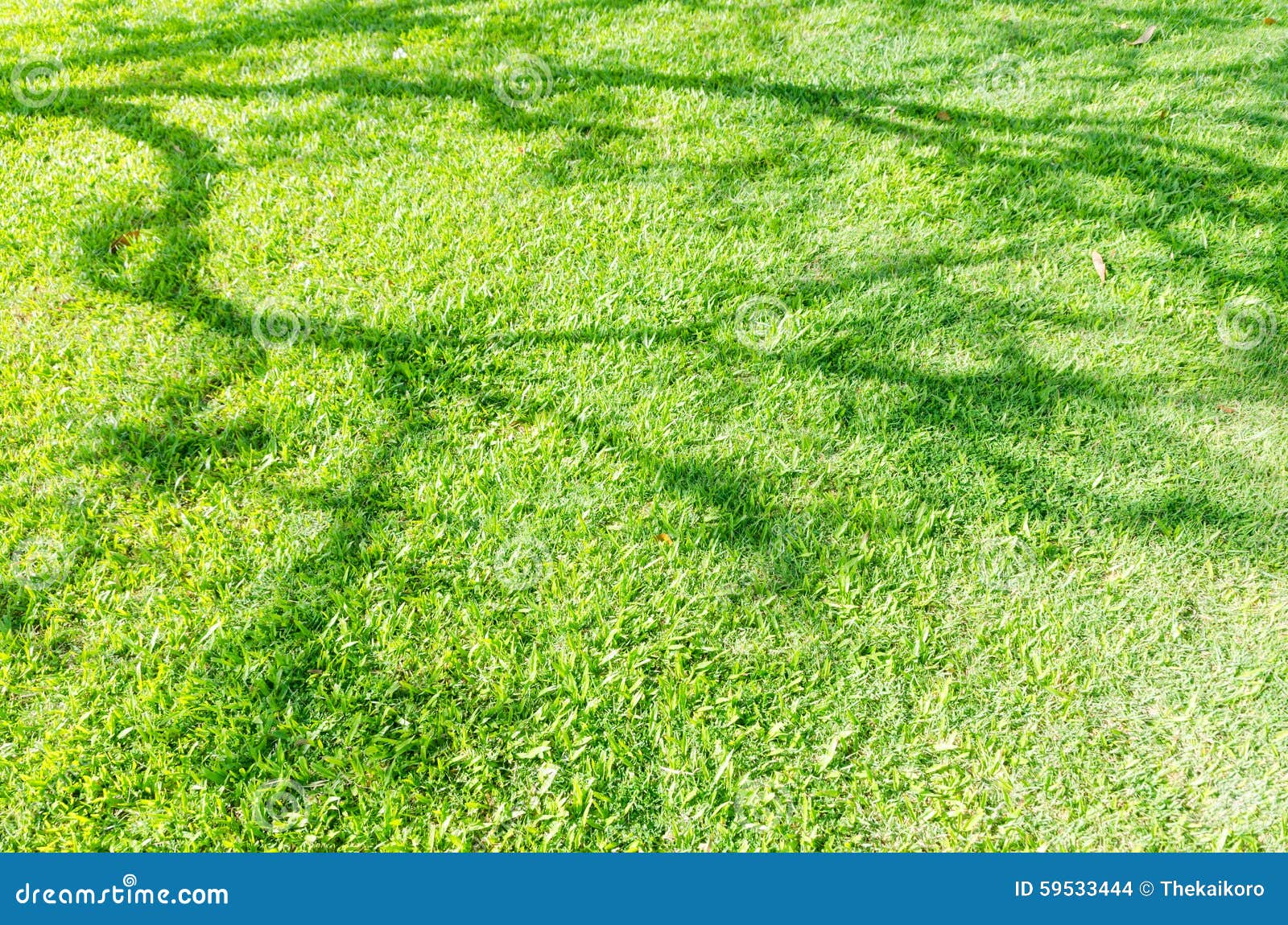 Green Grass Field with Shadow of Tree Nature Background Stock Photo ...