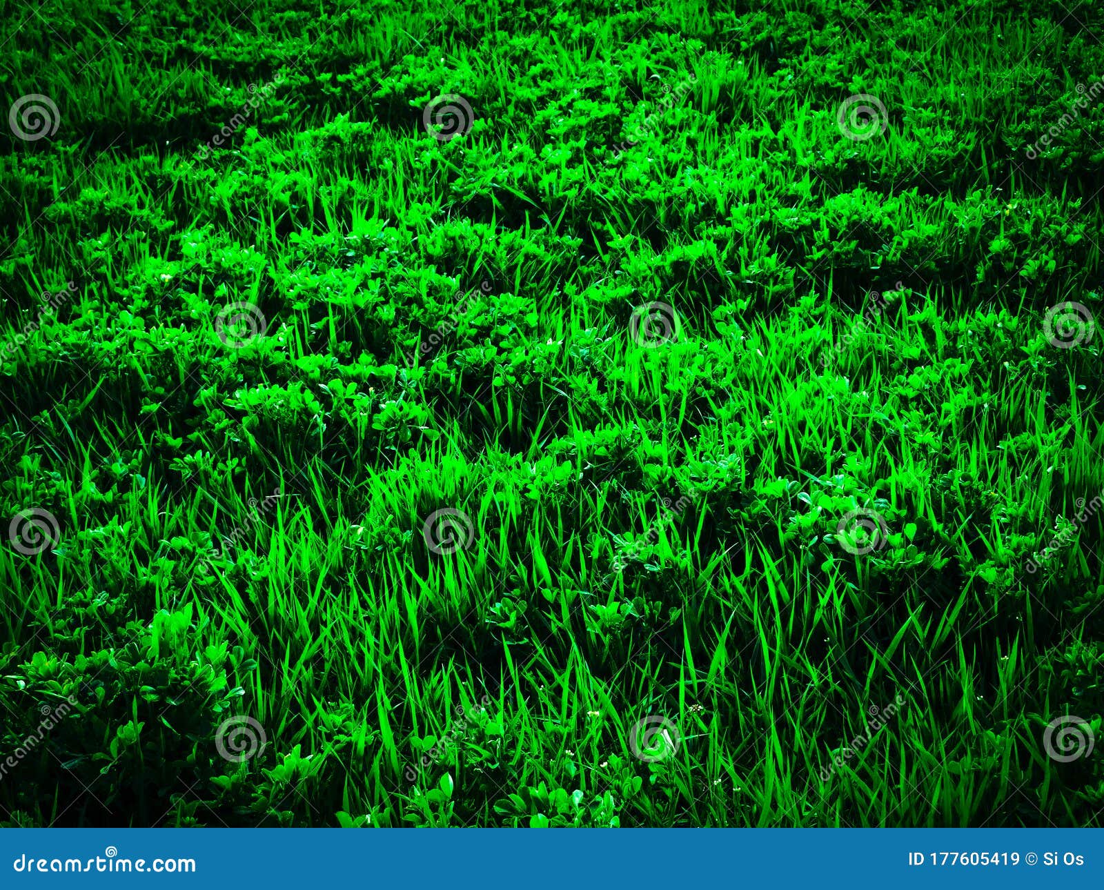 Green Grass Field Spring Background Wallpaper Stock Image - Image of ...