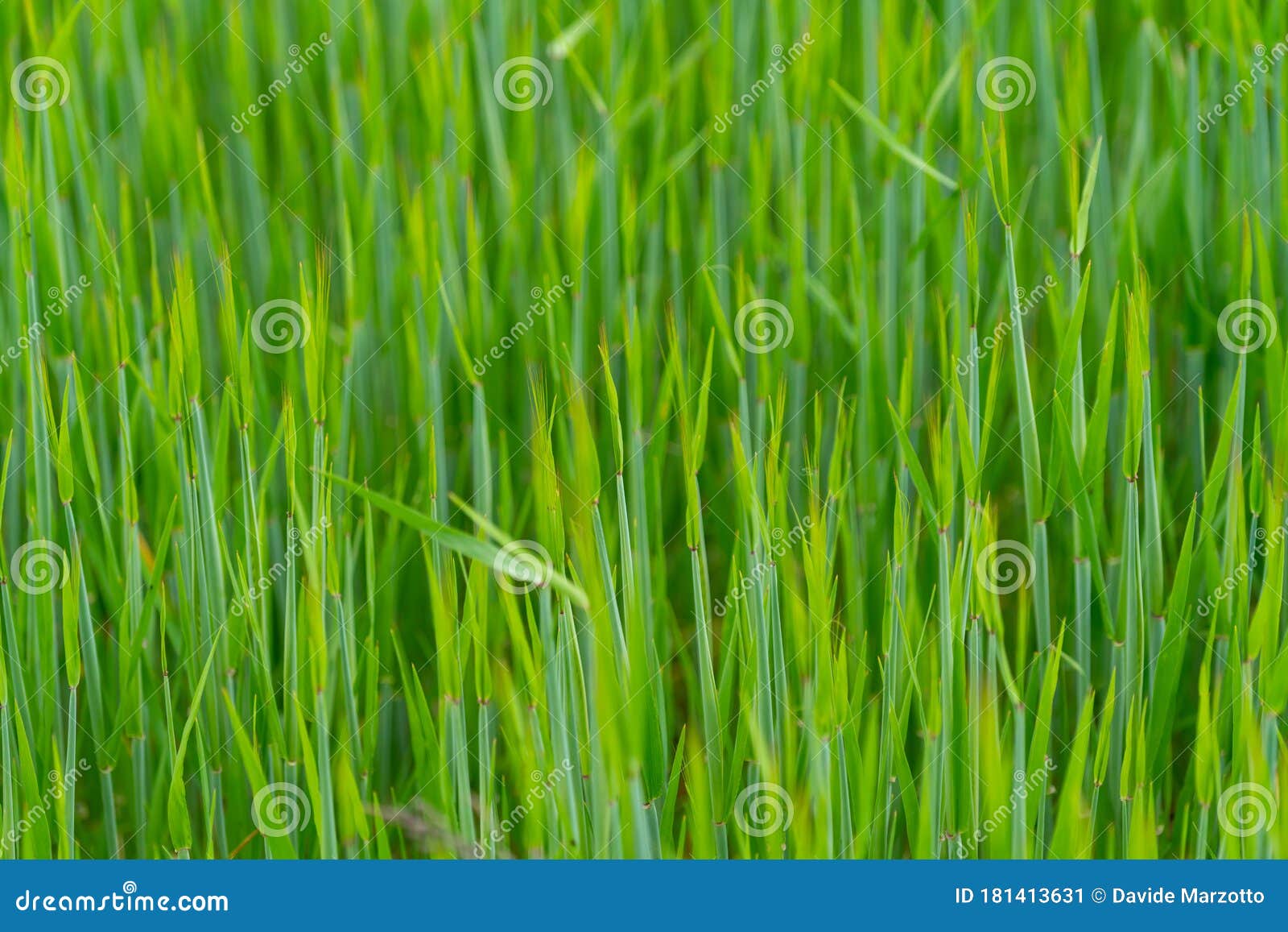 Green Fields during Spring Time Stock Image - Image of beauty ...