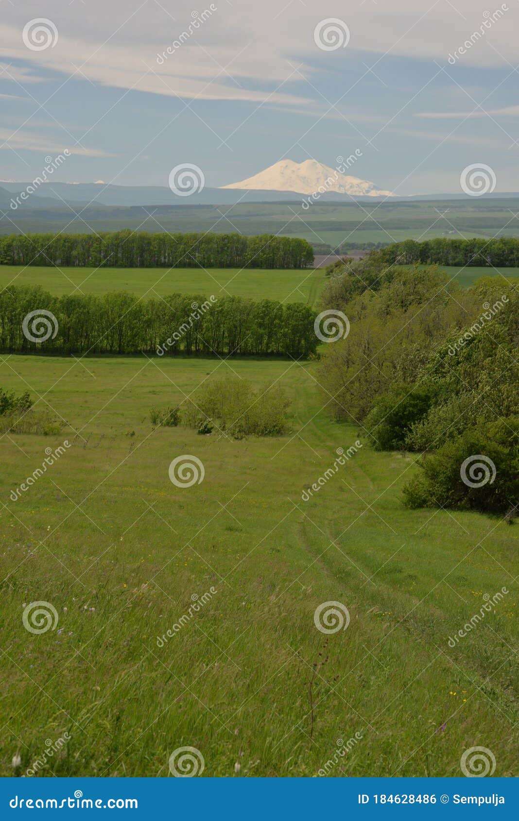 Green Grass Field in Spring Stock Photo - Image of nature, cloud: 184628486