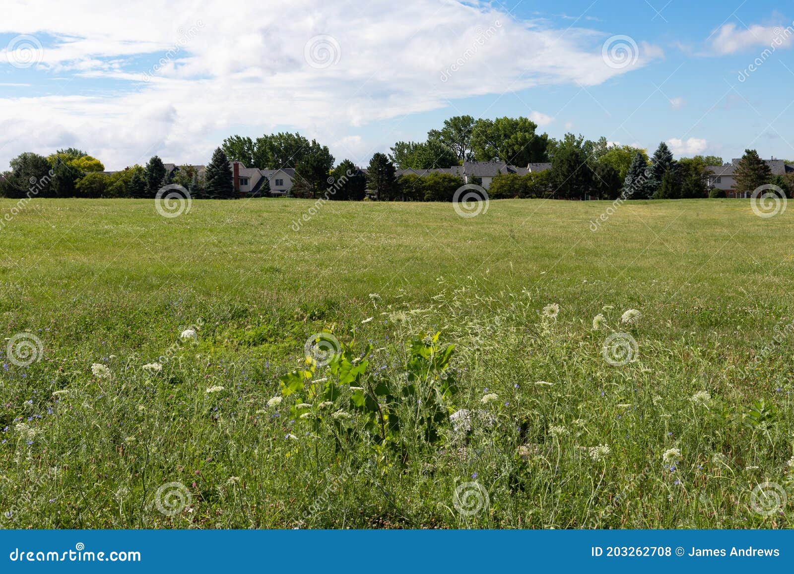 Green Grass Field In Suburban Bolingbrook Illinois During Summer With Houses In The Distance