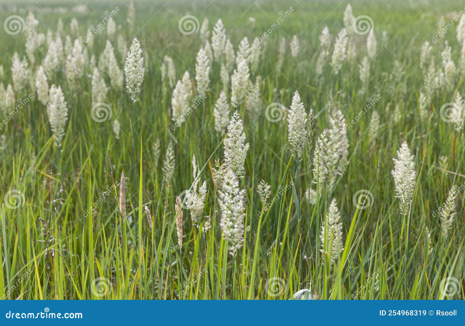 Green Grass in a Field in the Summer, a Field with Stock Image - Image ...