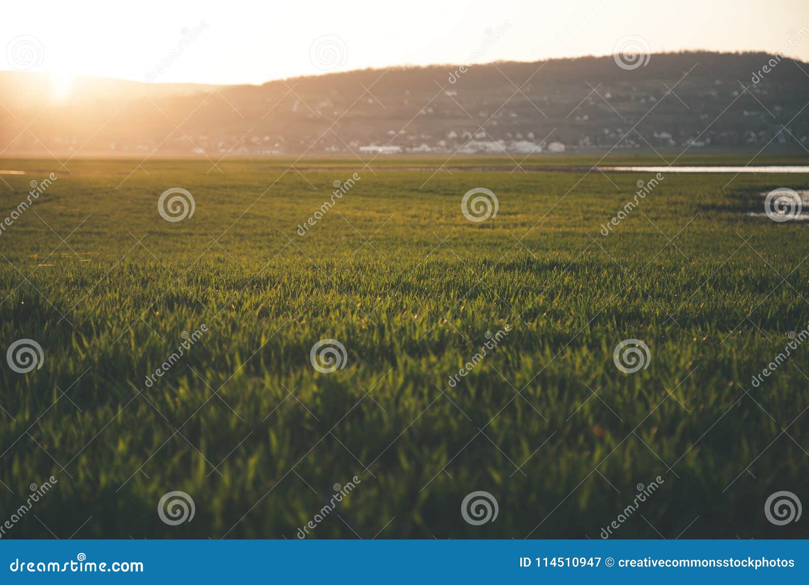 Green Grass Field During Sun Rise Picture. Image: 114510947