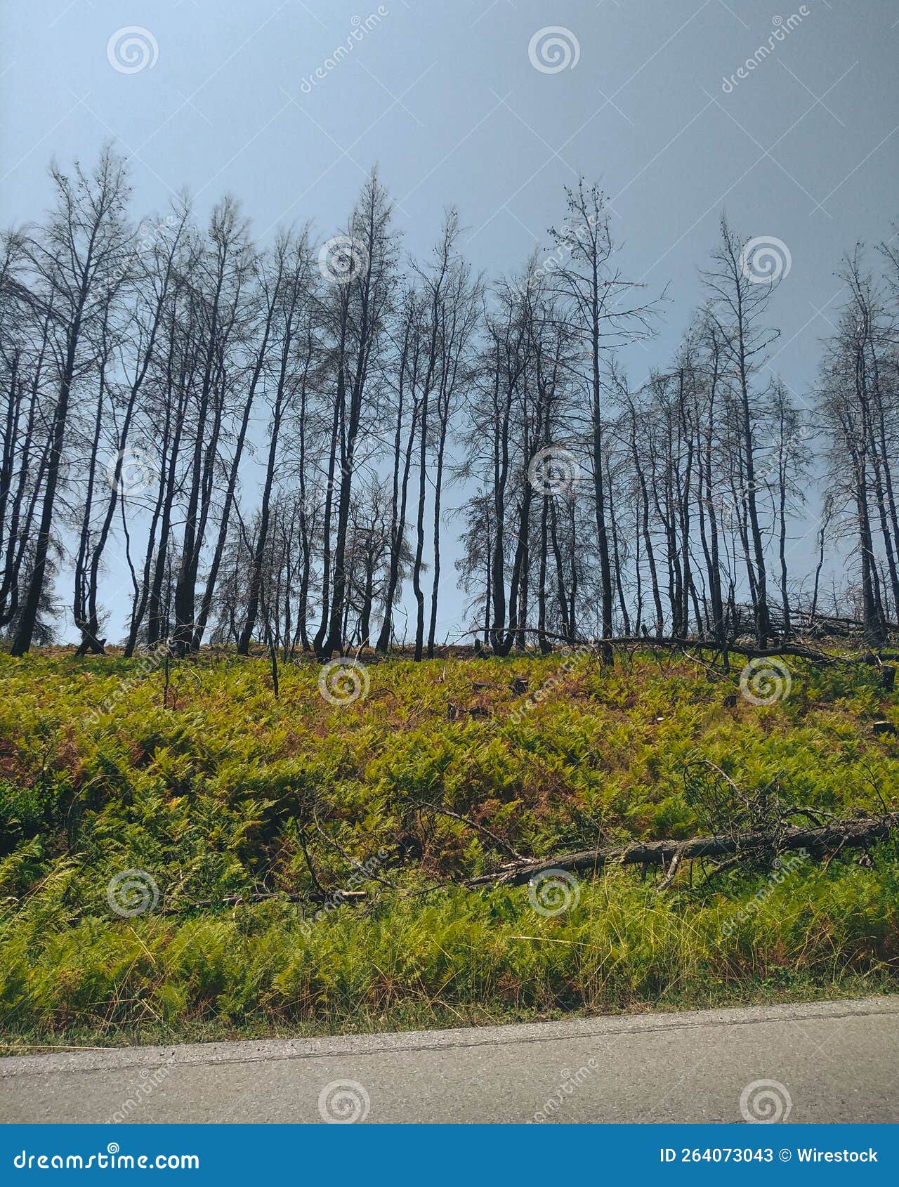 Green Grass Field with Tall Bare Trees Stock Image - Image of outdoor ...