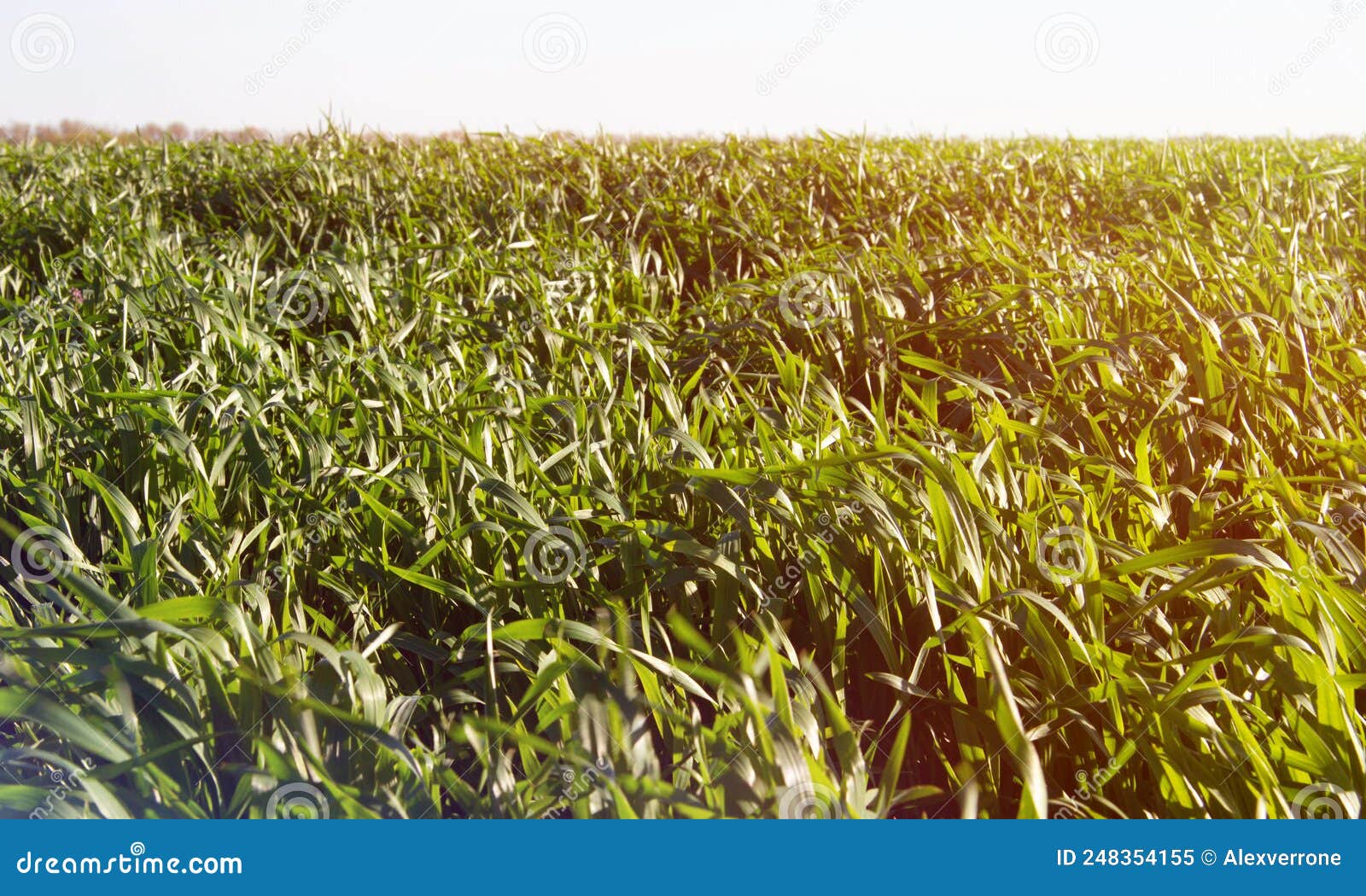 Green Grass. a Field with Tall Grass on a Sunny Day Stock Image - Image ...