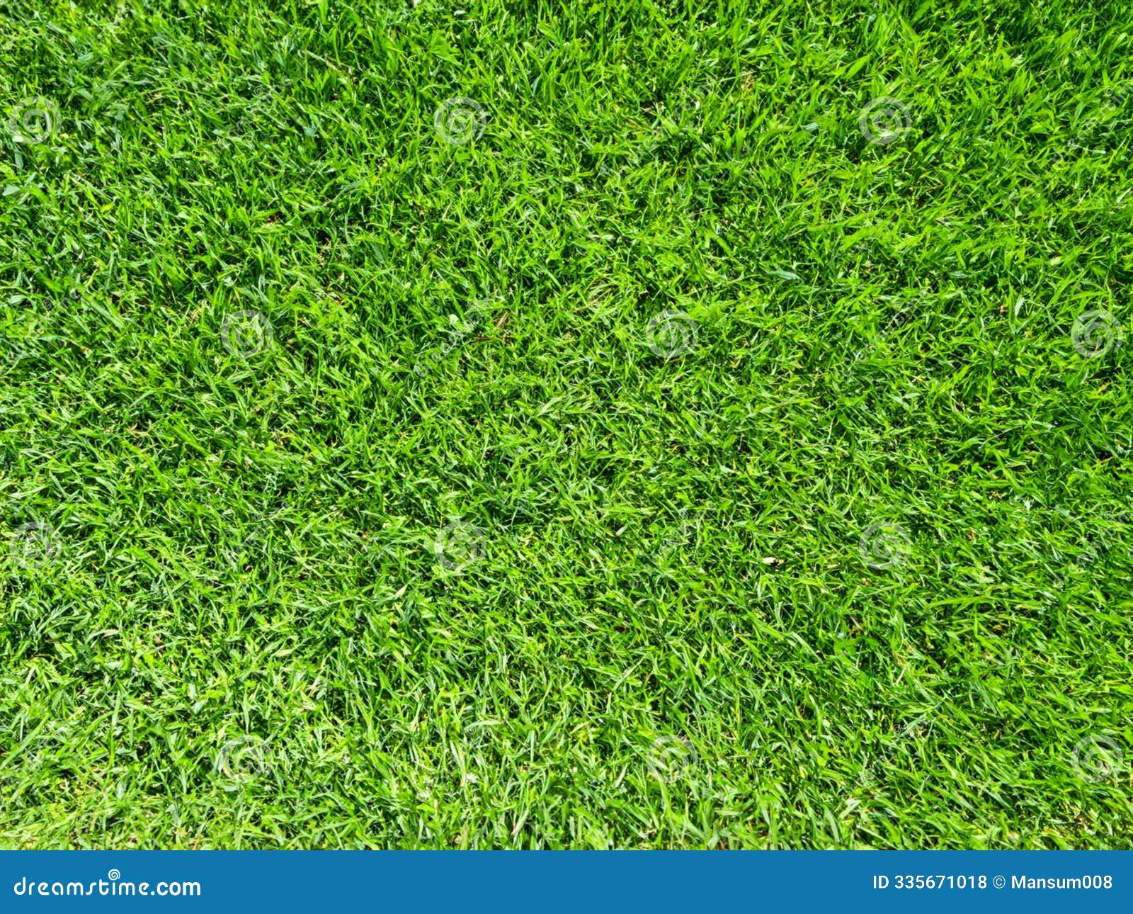 Green grass field texture stock photo. Image of plant - 335671018