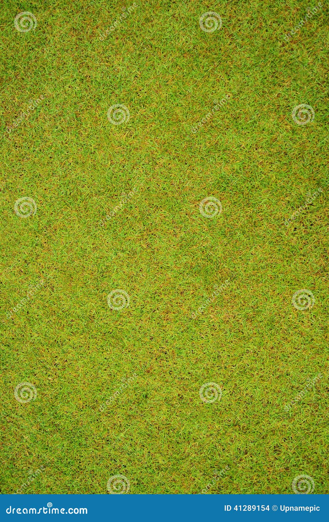 Grass Field Texture