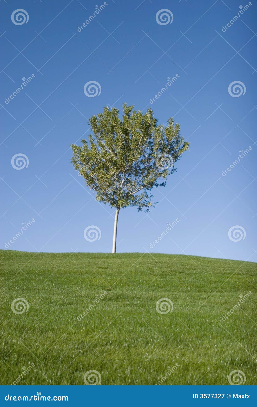 Green grass field and tree stock image. Image of vista - 3577327