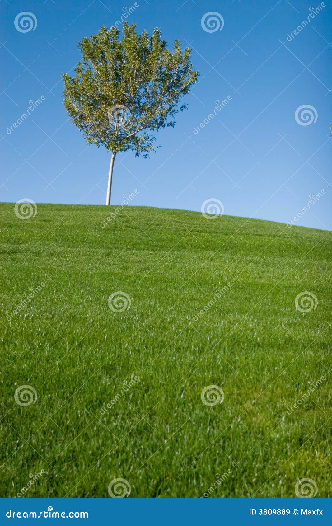 Green grass field and tree stock image. Image of scenic - 3809889