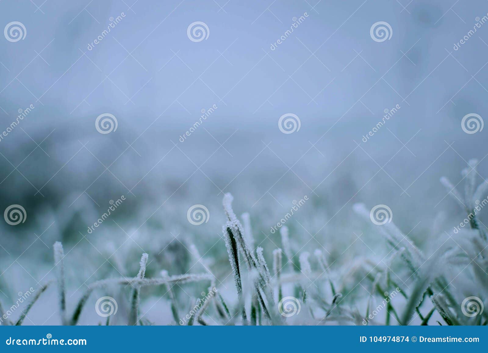 Green grass under the snow stock photo. Image of frozen - 104974874