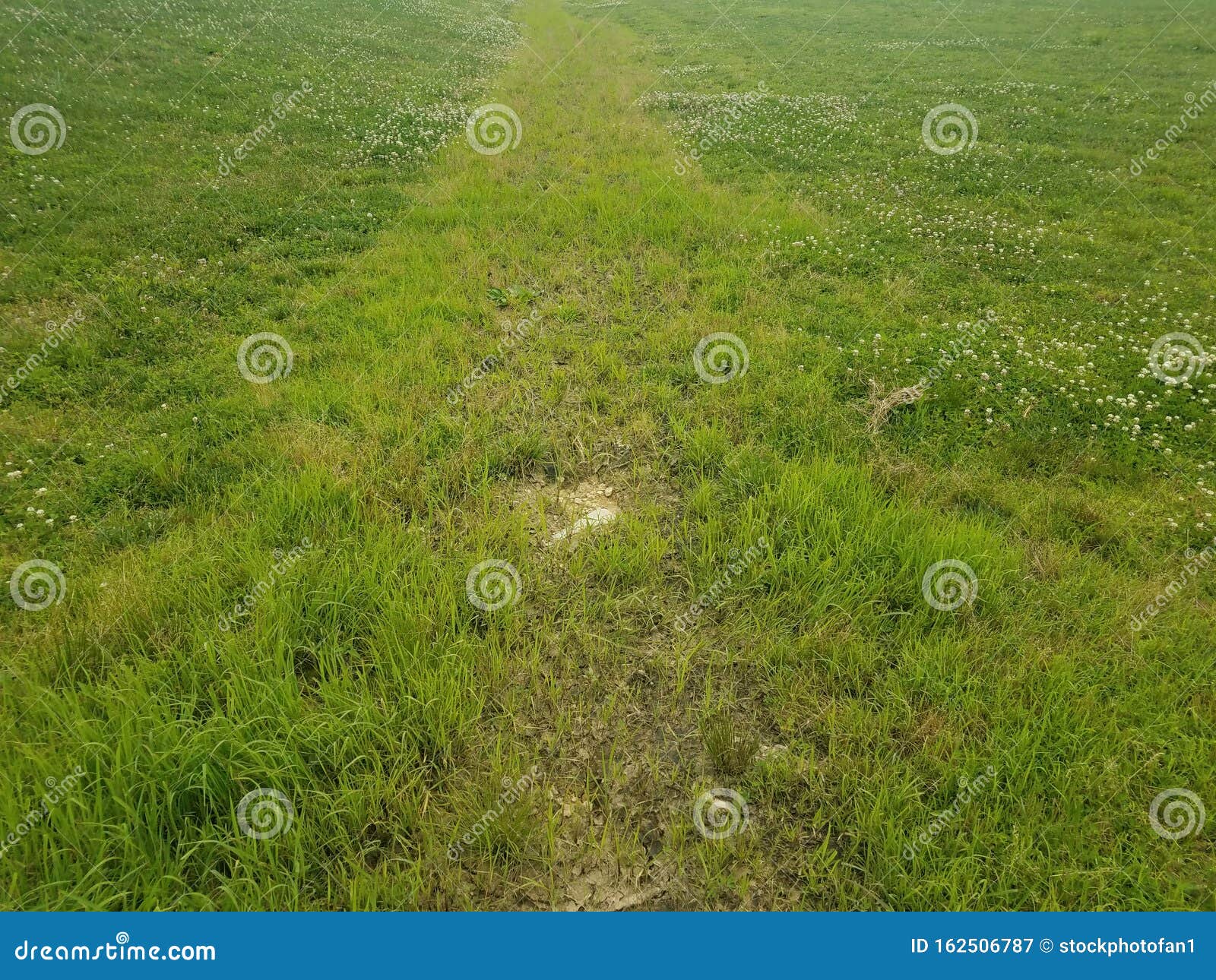 Green Grass Field with Weeds and Strip of New Grass Stock Image - Image ...