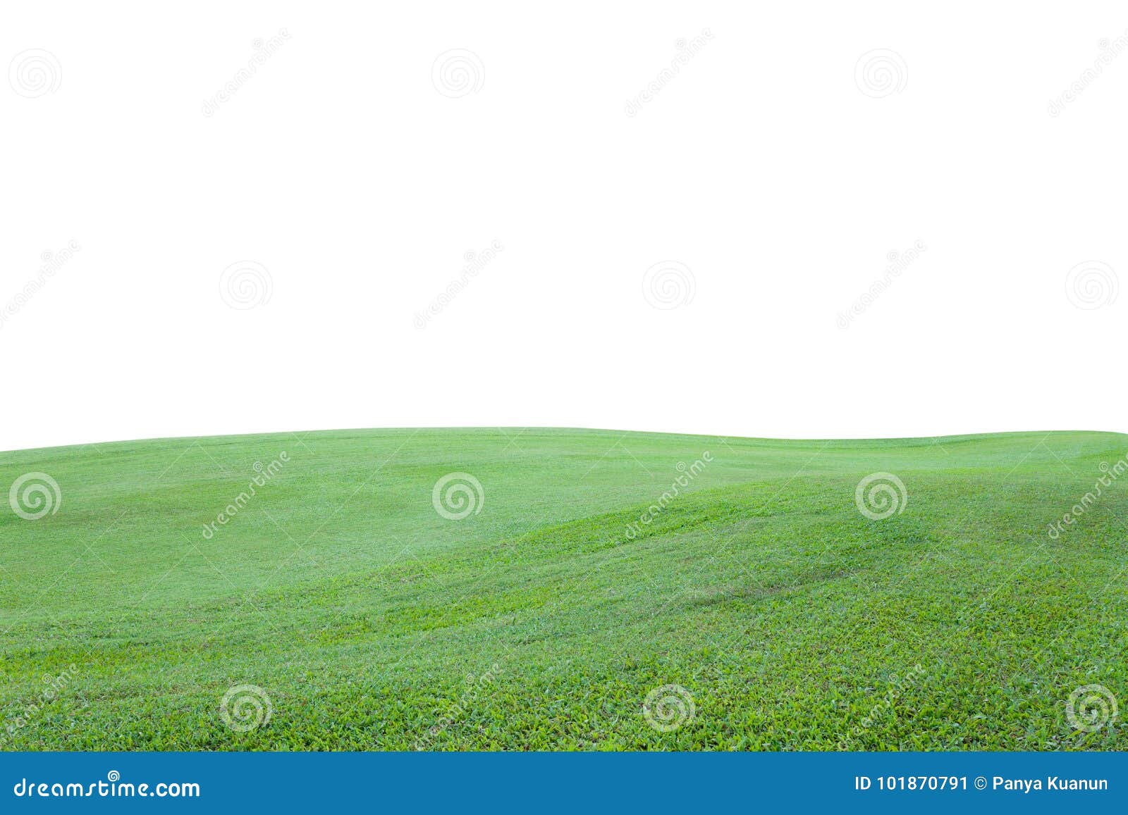 Green Grass Field on White Background. Stock Image - Image of ...