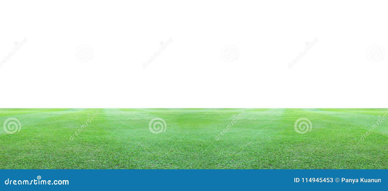 White Grass Royalty-Free Stock Photo | CartoonDealer.com #91190721