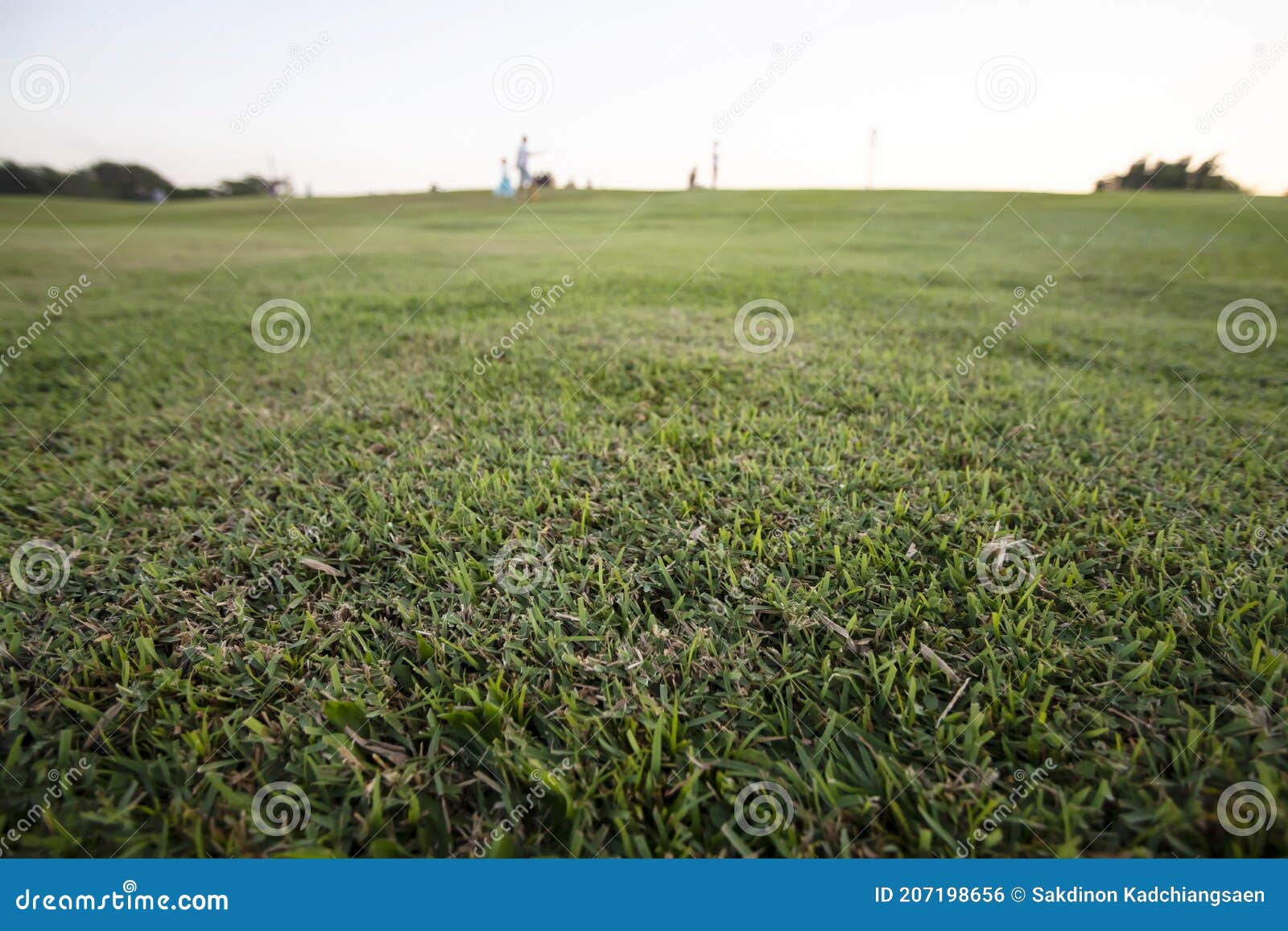 Green Grass field stock photo. Image of open, field - 207198656