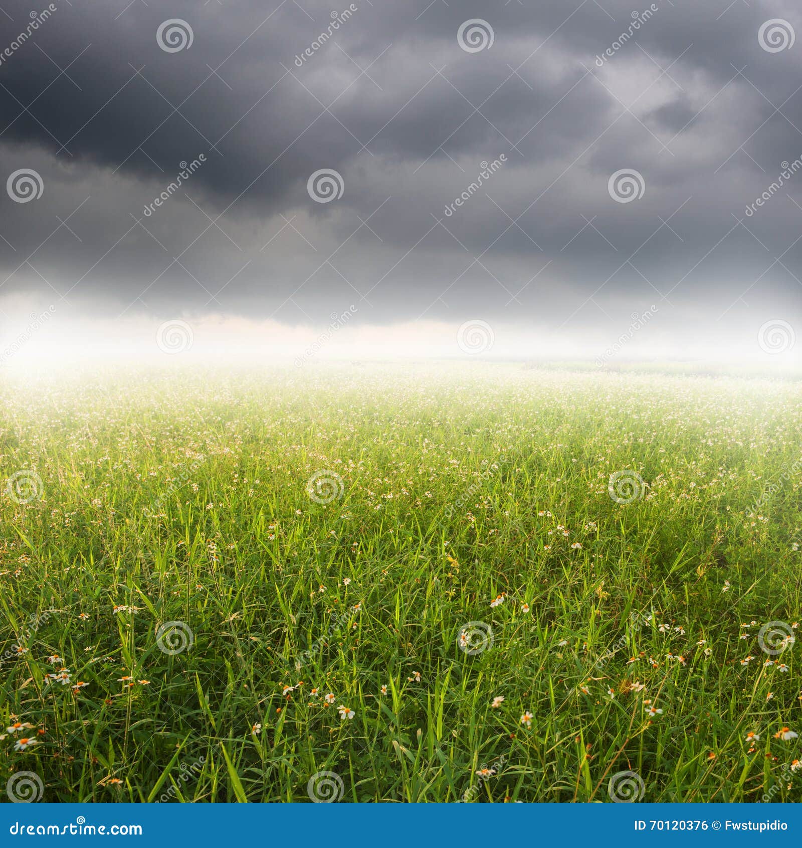 Green Grass Fields and Raincloud Stock Photo - Image of farming, clear ...