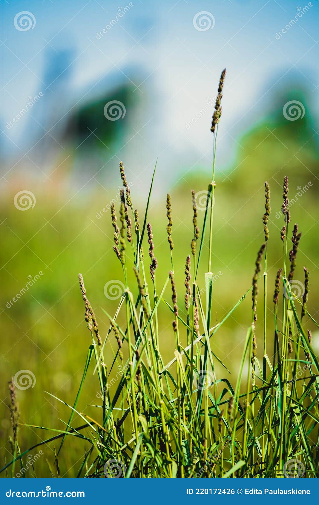 Green Grass in the Fields on a Sunny Day Stock Photo - Image of foliage ...