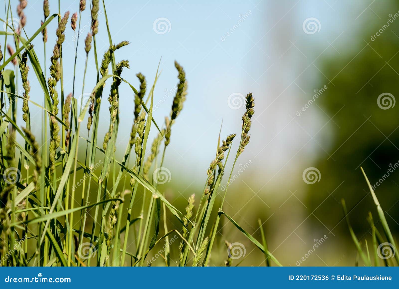 Green Grass in the Fields on a Sunny Day Stock Photo - Image of grass ...