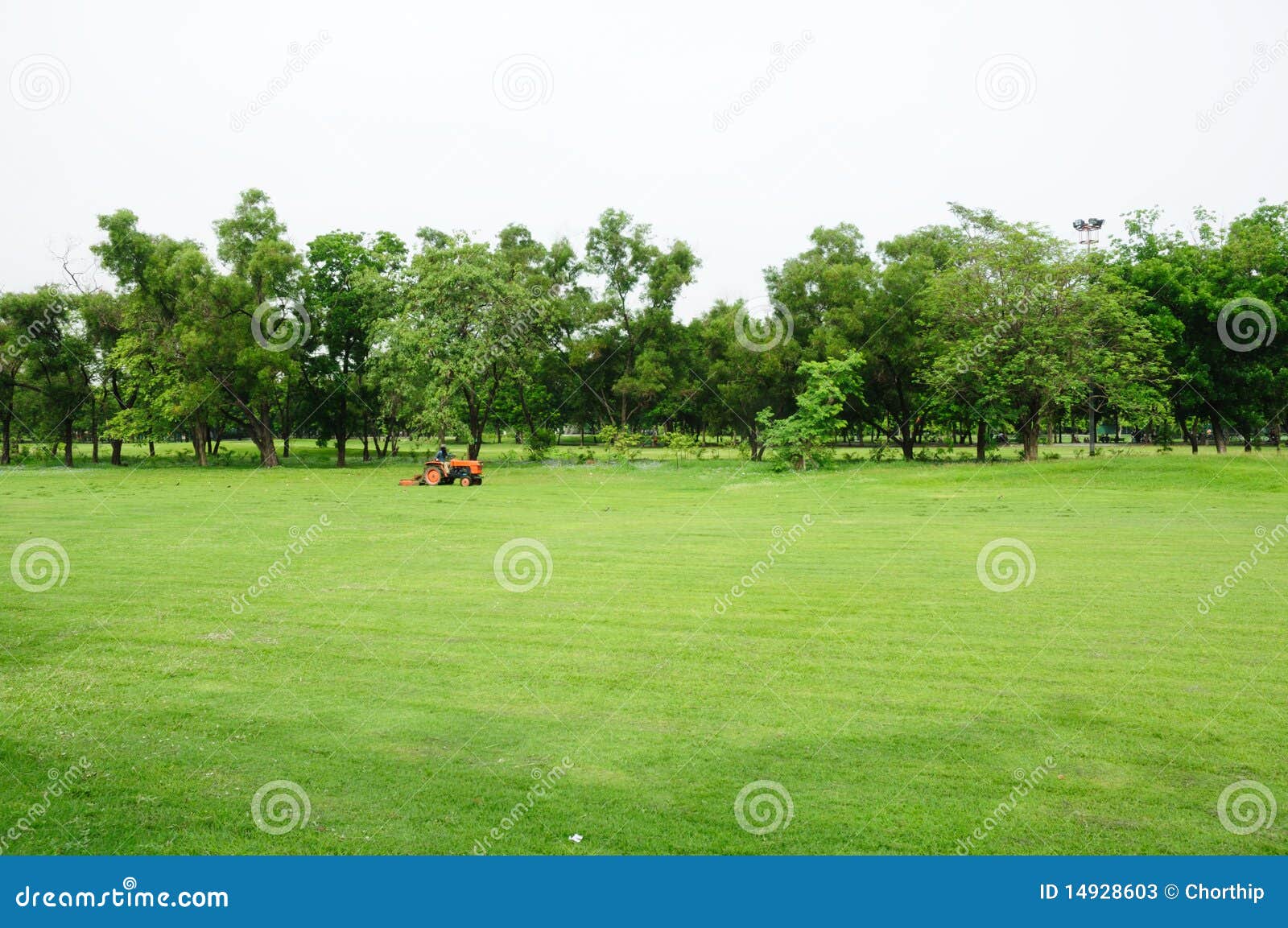 Green grass filed. stock image. Image of field, grass - 14928603