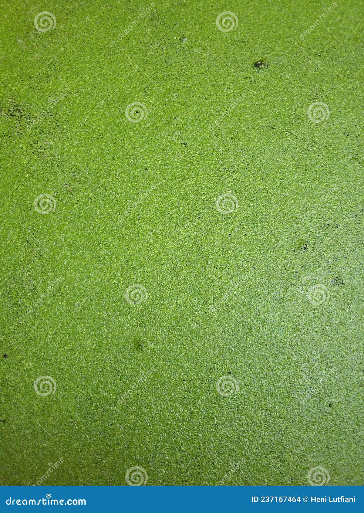 Green grass in fish pool stock photo. Image of amazing - 237167464