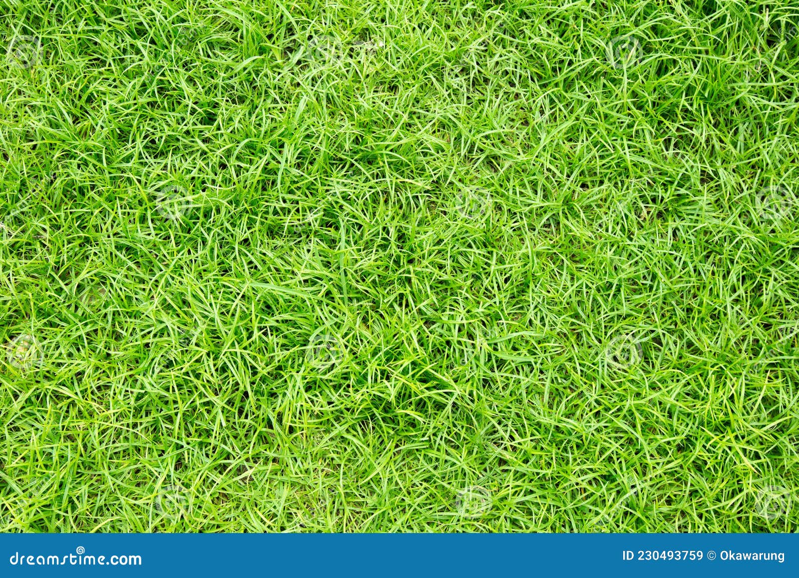 Green Grass Floor Texture Ideal for Use in the Design Backgroung Stock ...