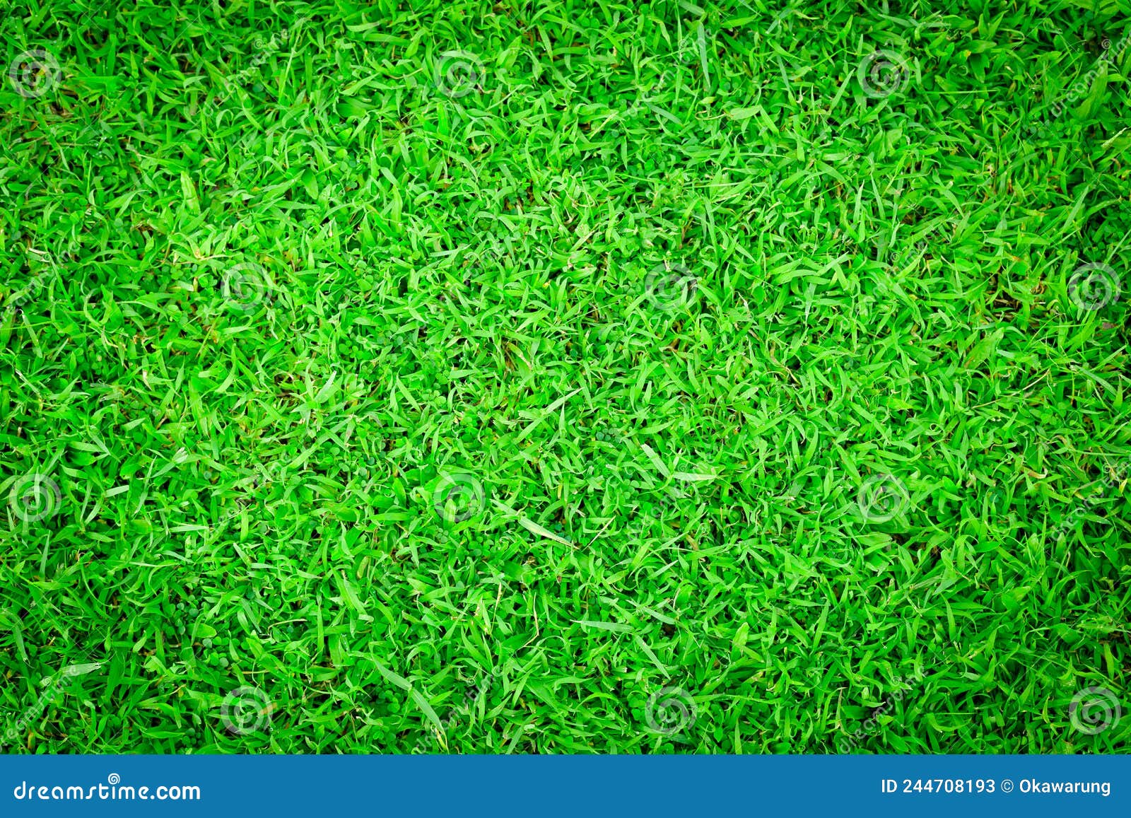 Green Grass Floor Texture Ideal for Use in the Design Backgroung Stock ...
