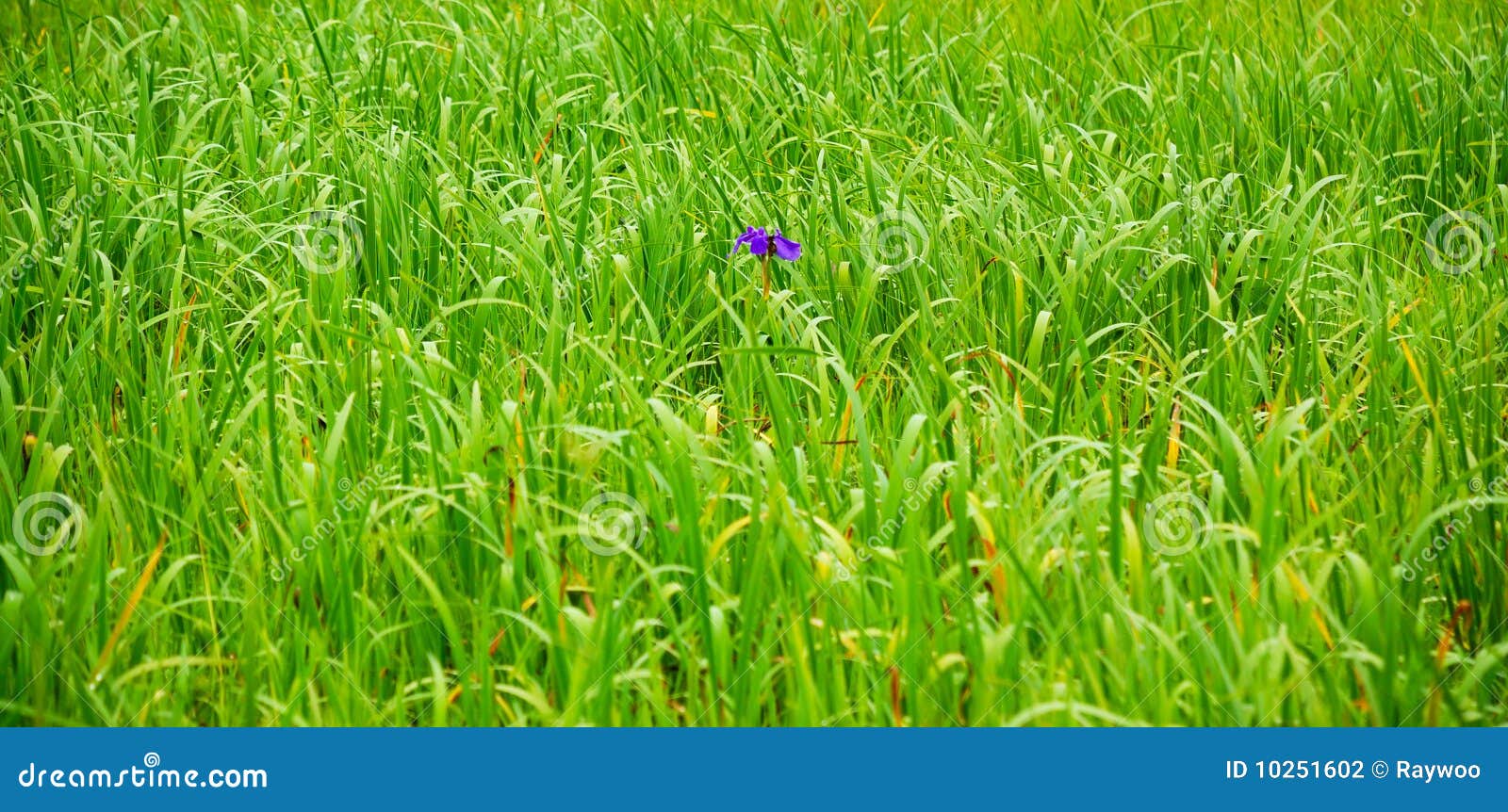 Green grass and flower stock photo. Image of green, garden - 10251602
