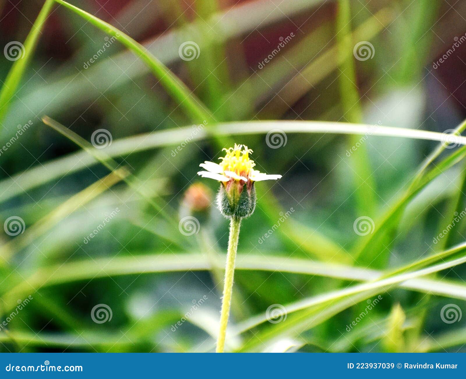 Green Grass and Grass Flower Stock Image - Image of green, white: 223937039