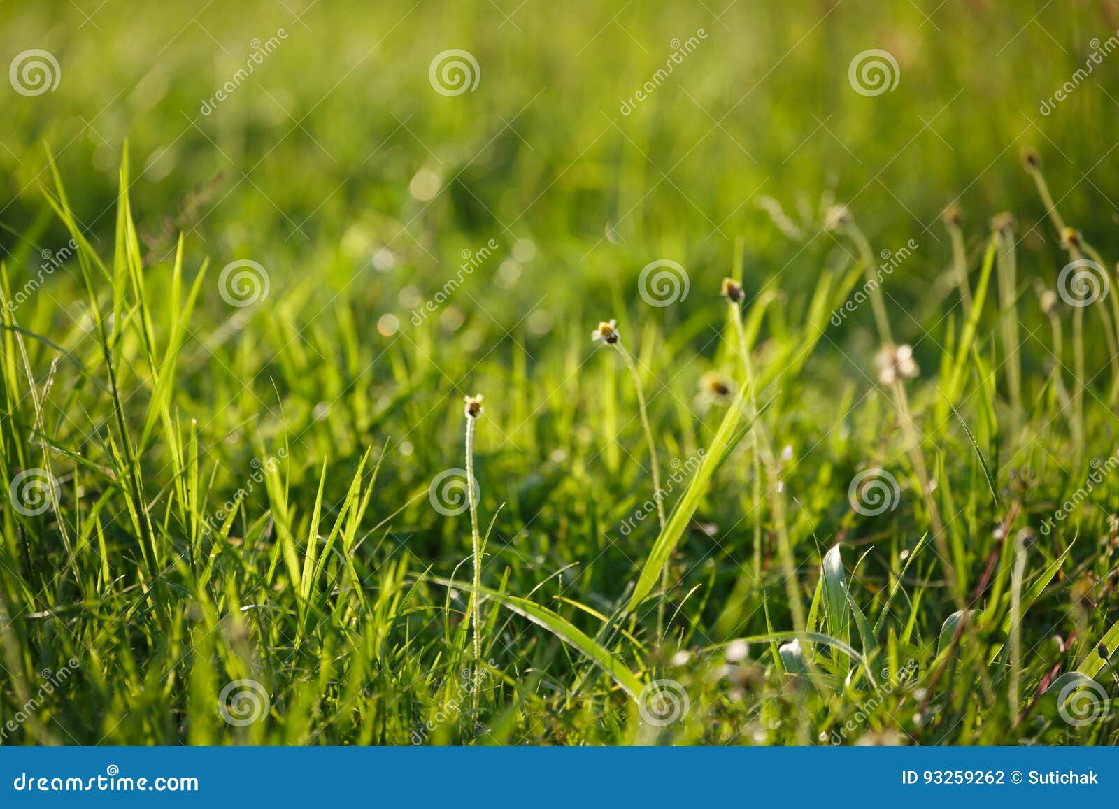 Green grass flower field stock photo. Image of meadow - 93259262