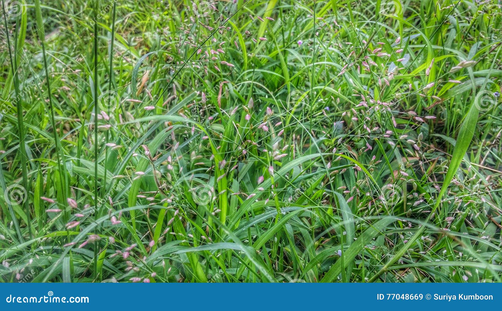 Green Grass Flower on Ground Background Stock Image - Image of ground ...