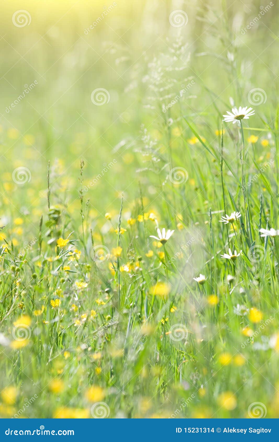 Green grass with flowers stock photo. Image of meadow - 15231314
